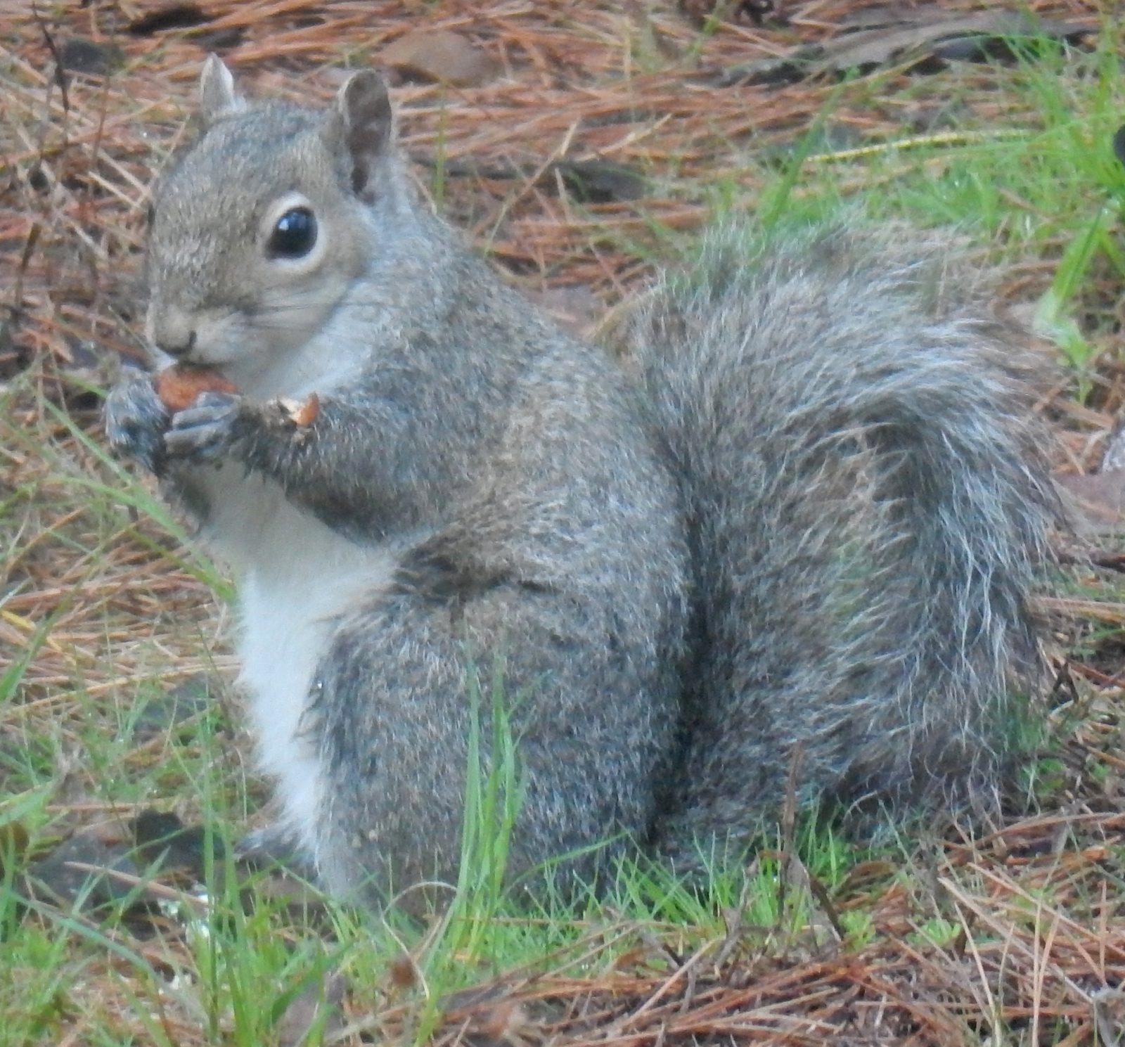 Gray Squirrel - Planters Place