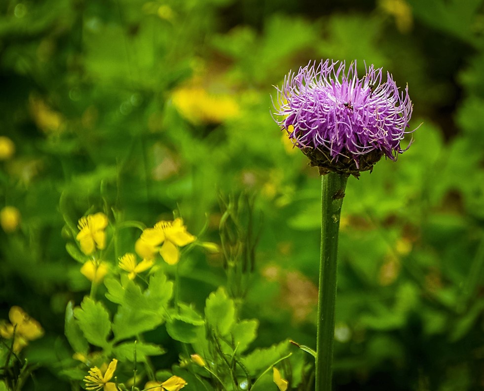 flowering maral root growing with celendine - Planters Place