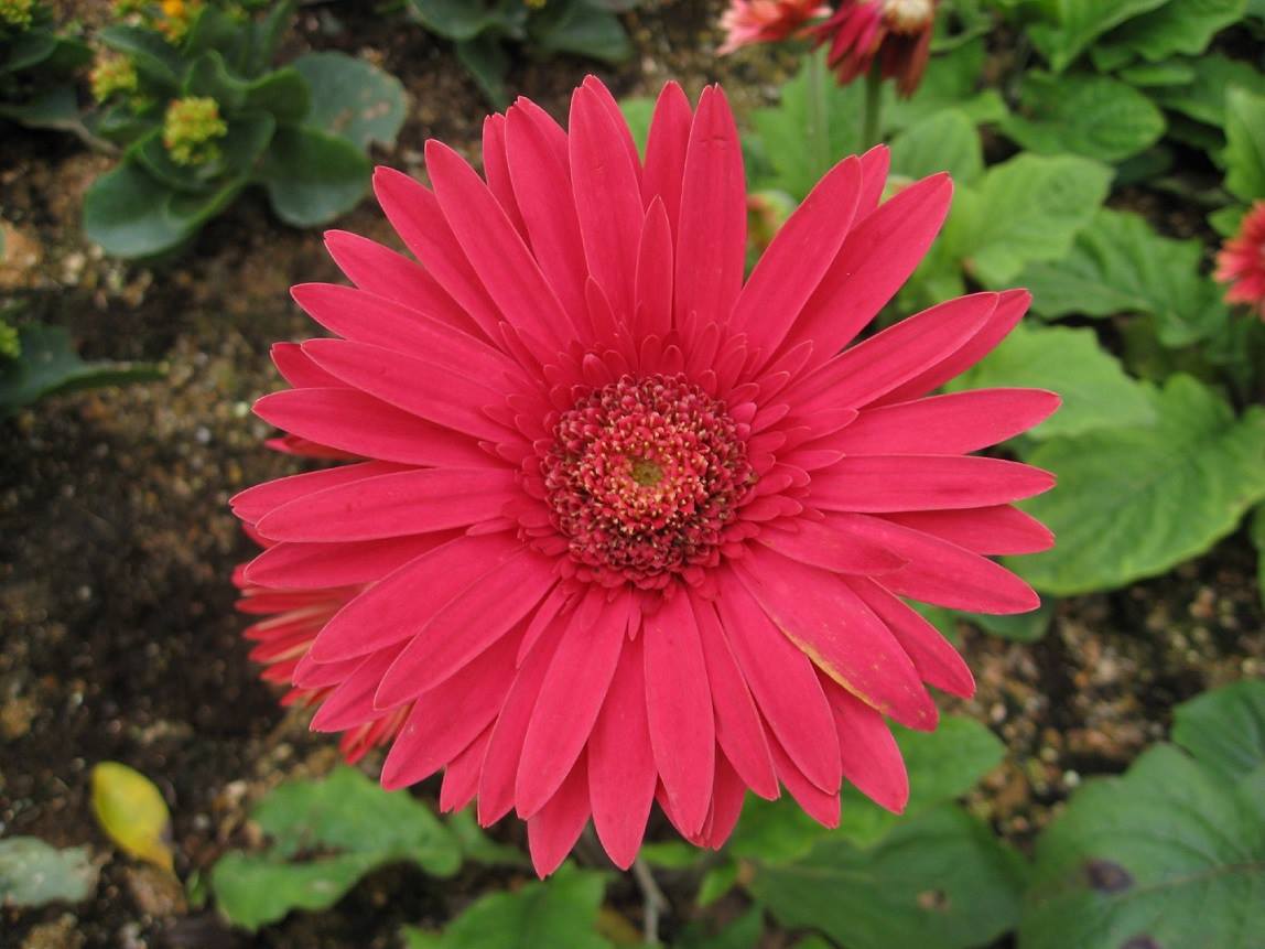 Gerbera Daisy - Planters Place