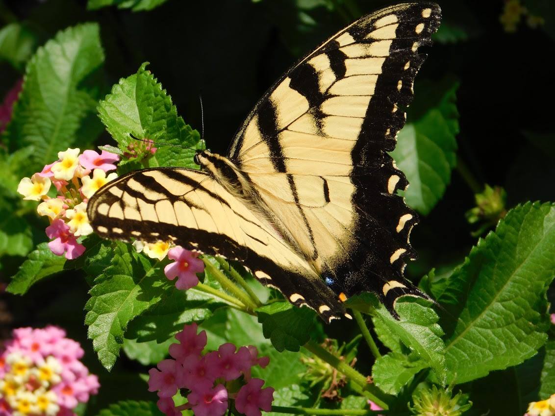 Male Tiger Swallowtail on Lantana - Planters Place
