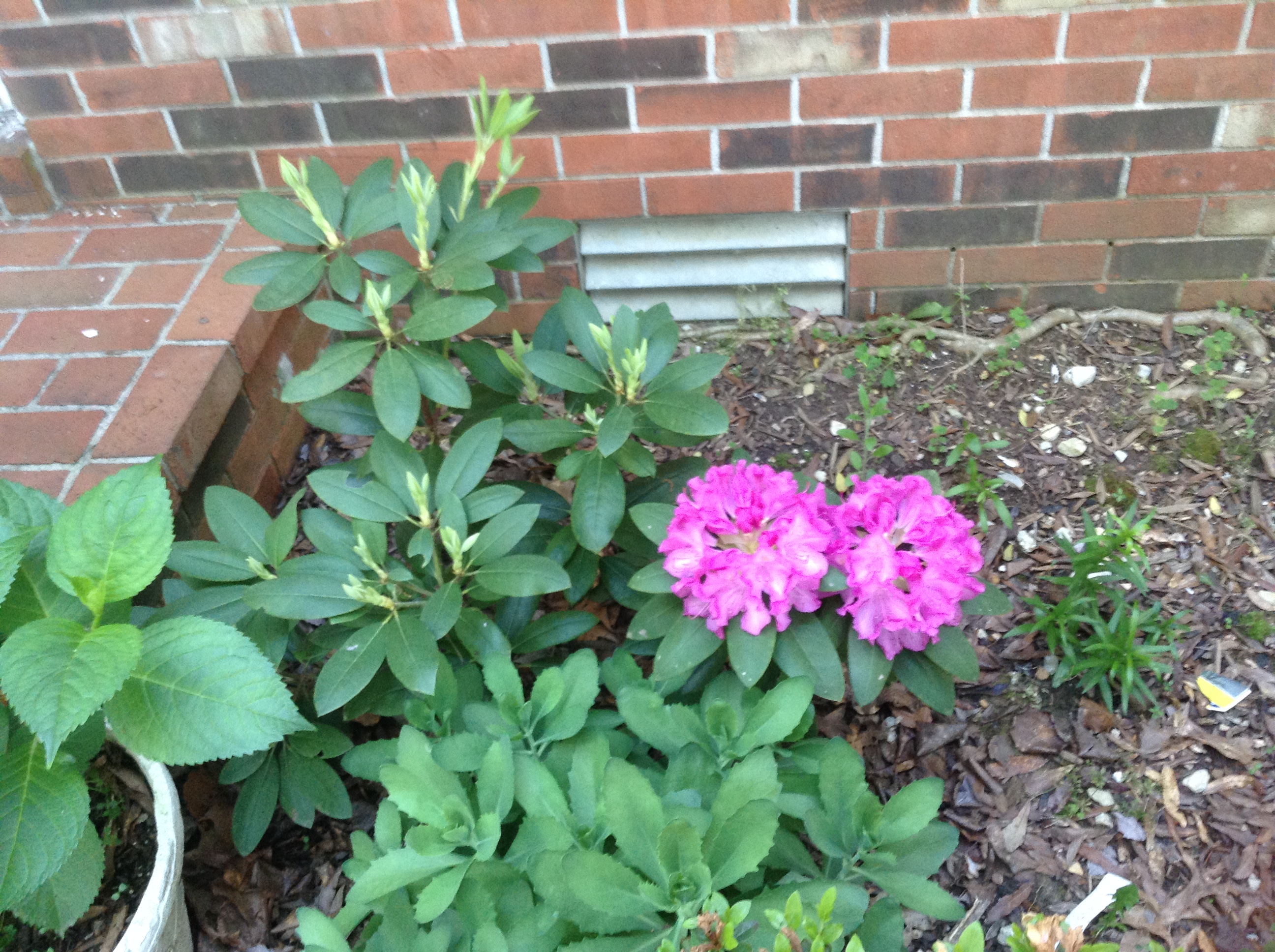 Rhoda - Planters Place