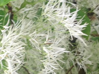 Fringe Tree - Planters Place