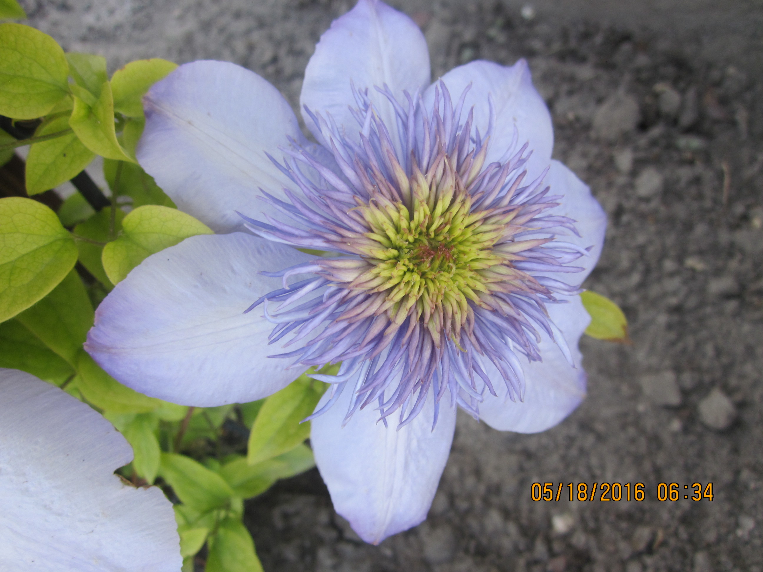 Slendor - Planters Place