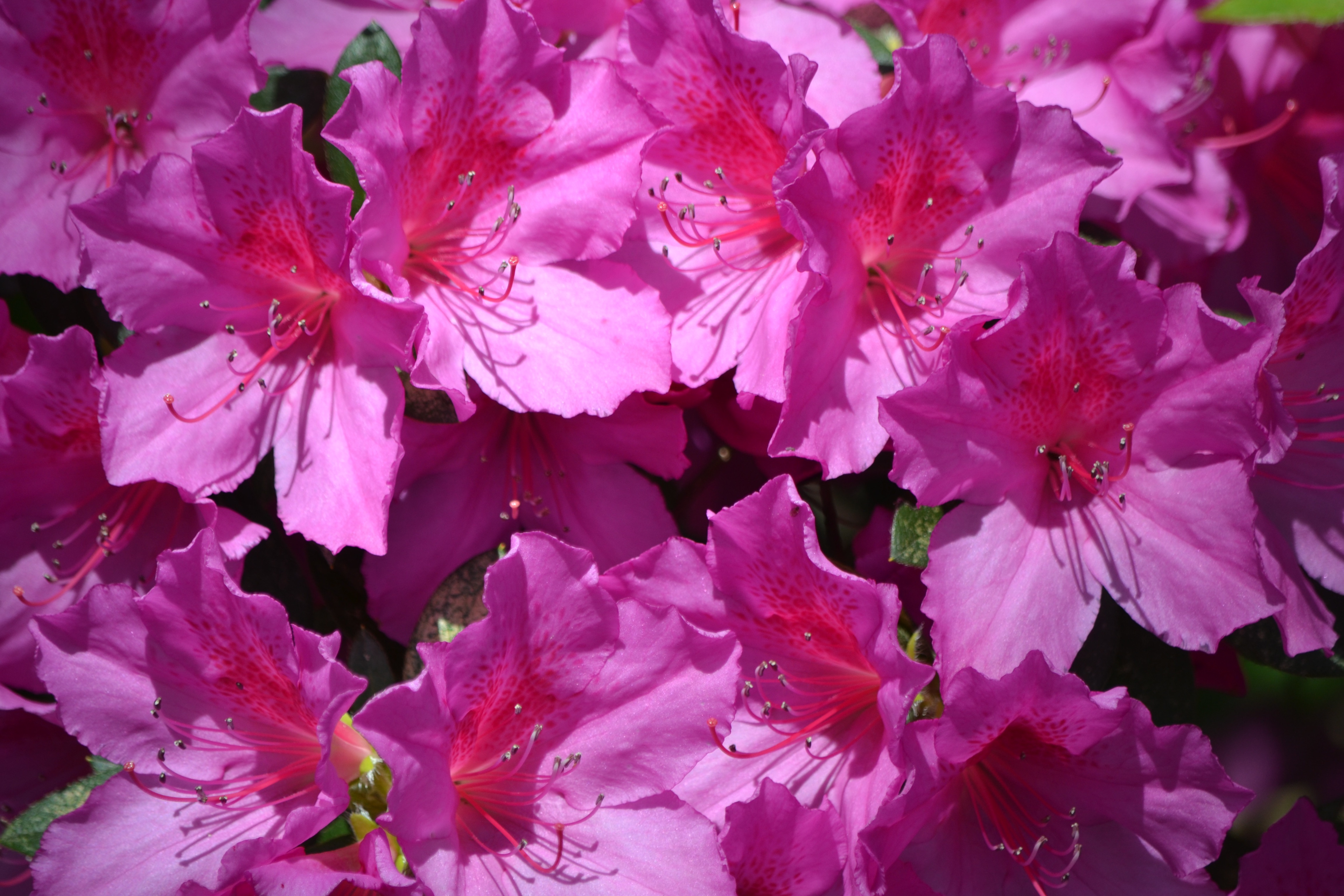 Azalea ‘Purple Splendor’ - Planters Place