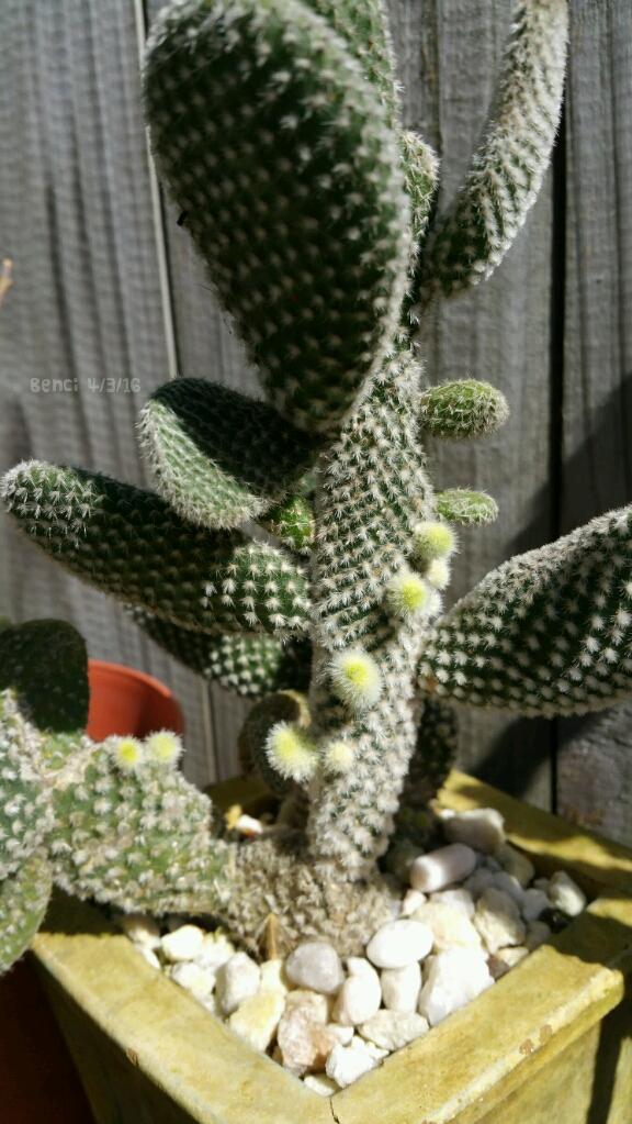 Cactus with new growth - Planters Place
