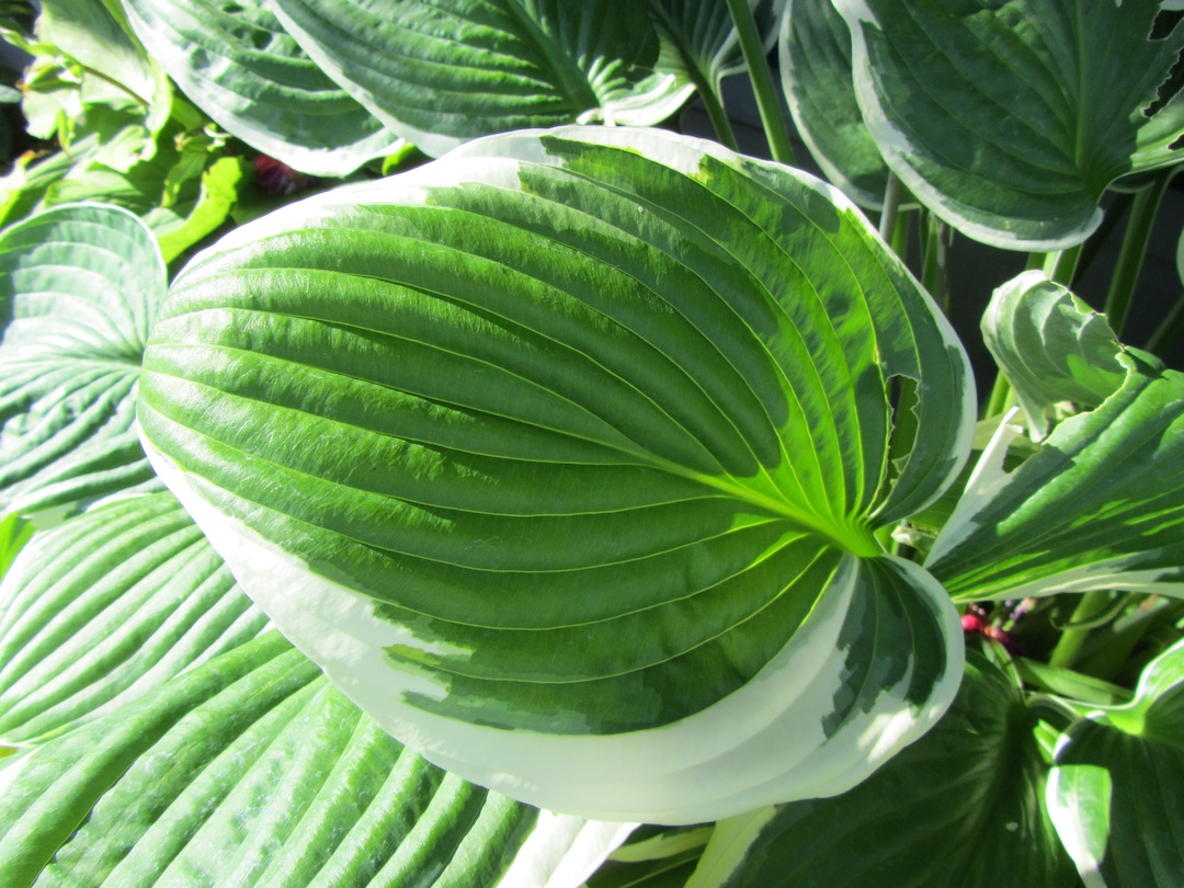 Hosta & Sunlight - Planters Place