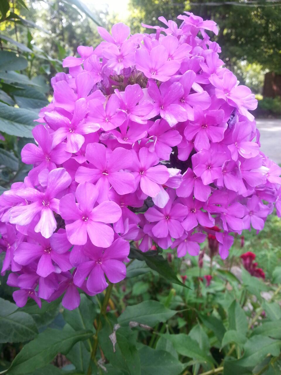 Large purple flock - Planters Place