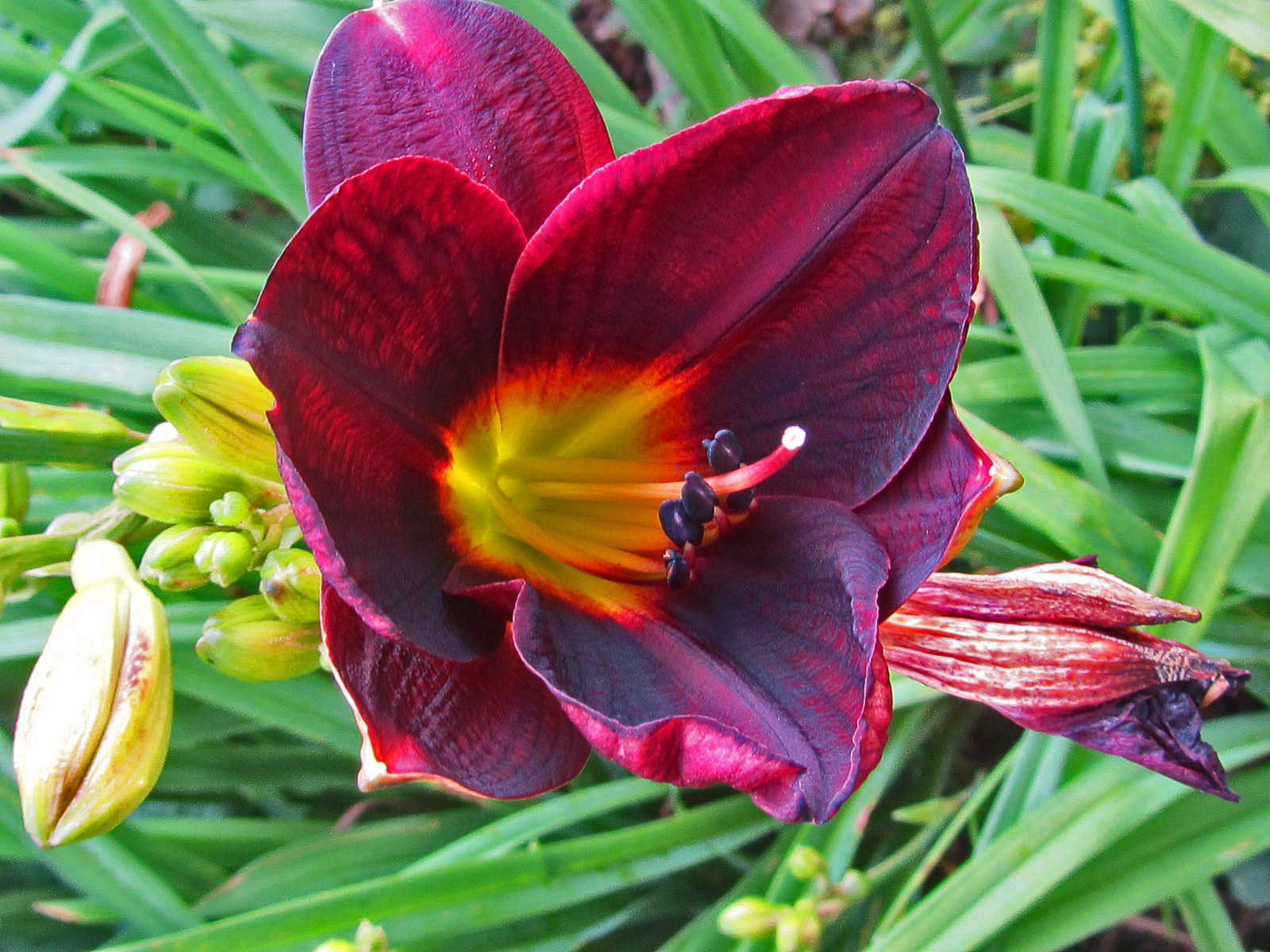 Red Daylily - Planters Place