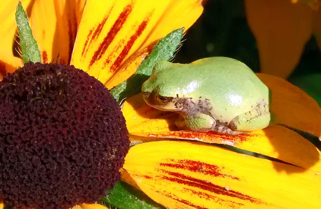 Treefrog on a Gloriosa Daisy - Planters Place