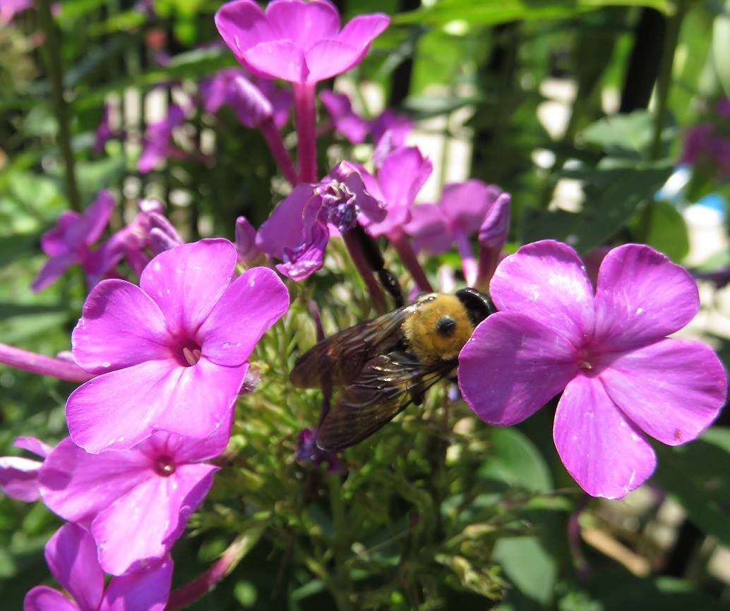 Bee on Garden Phlox - Planters Place