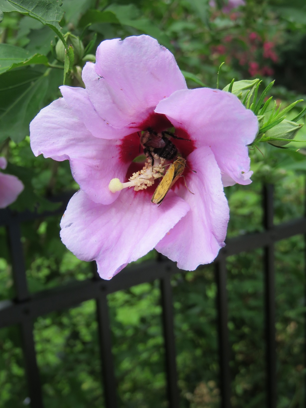 Rose of Sharon with Bee and Skipper - Planters Place