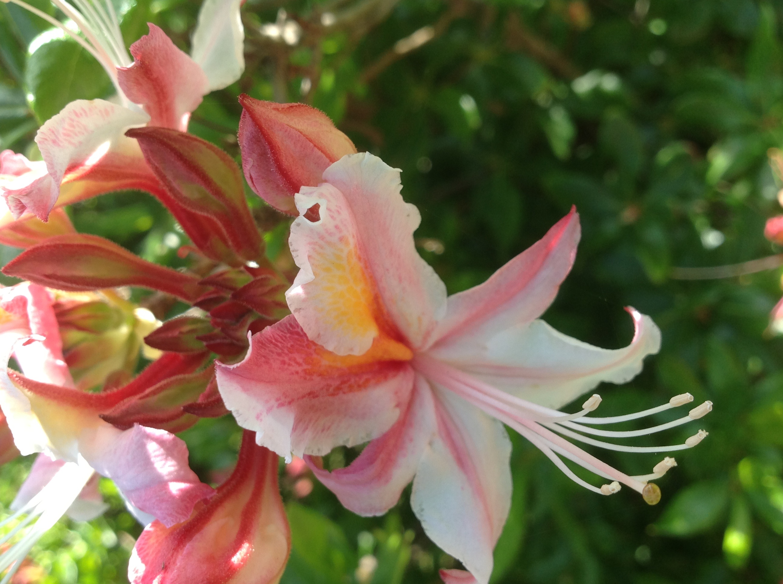 Northern California Wild Azalea - Planters Place