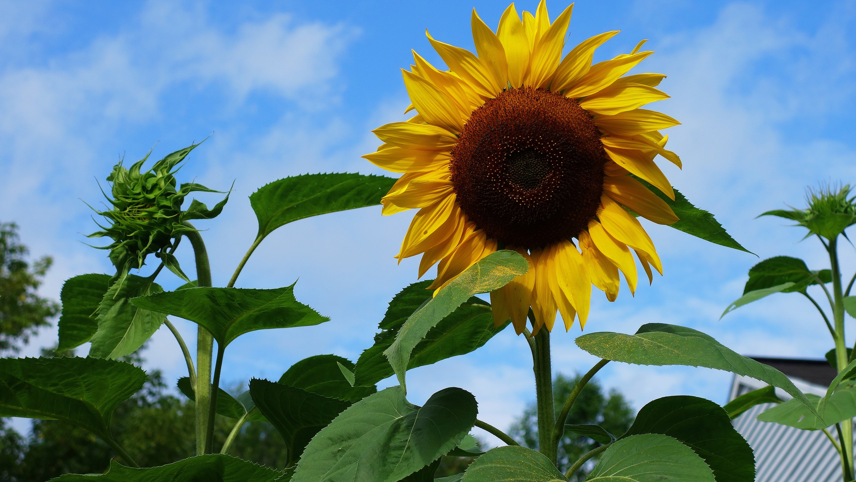 Sunflower Standing tall - Planters Place