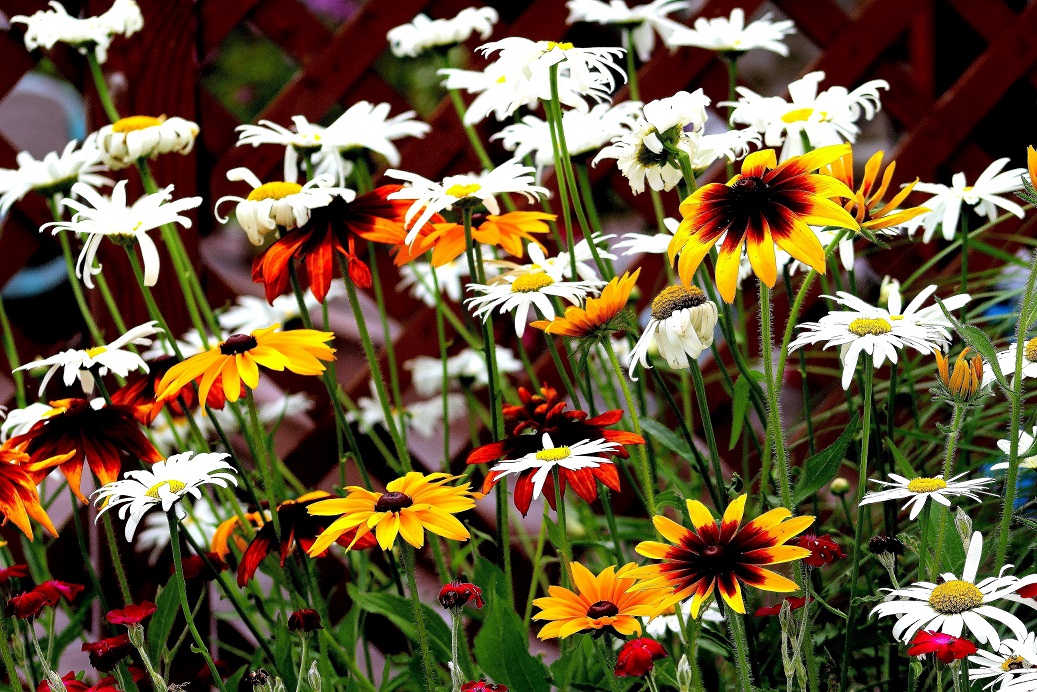 Daisy splendor - Planters Place