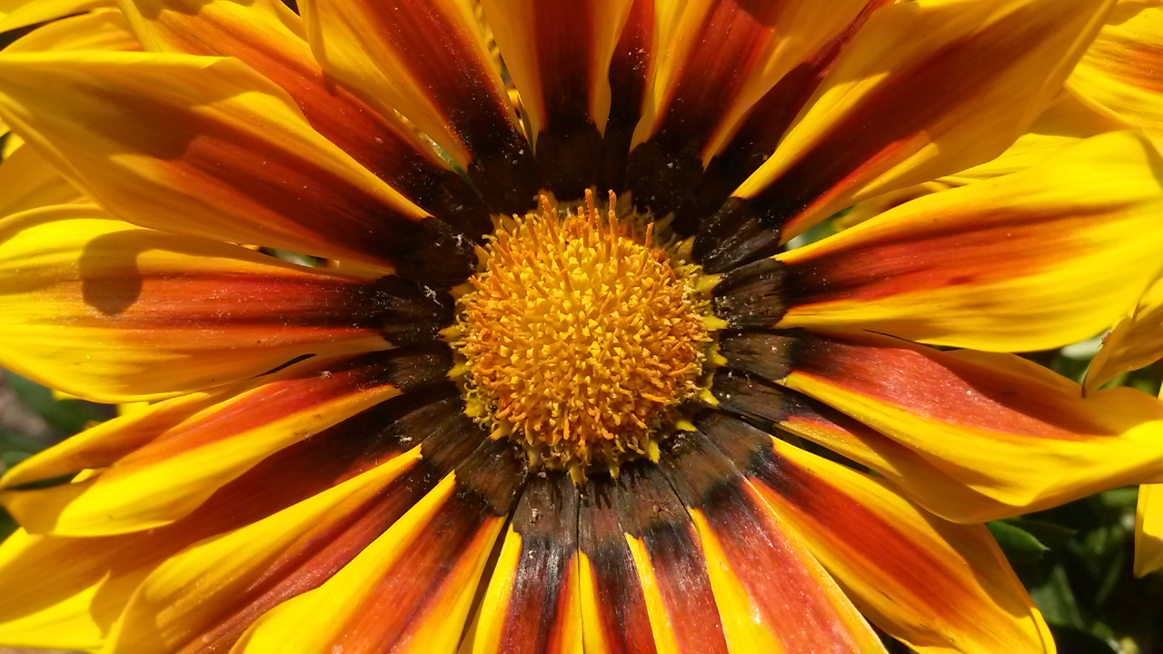 Minnesota Gardens: Treasure Flower - Planters Place