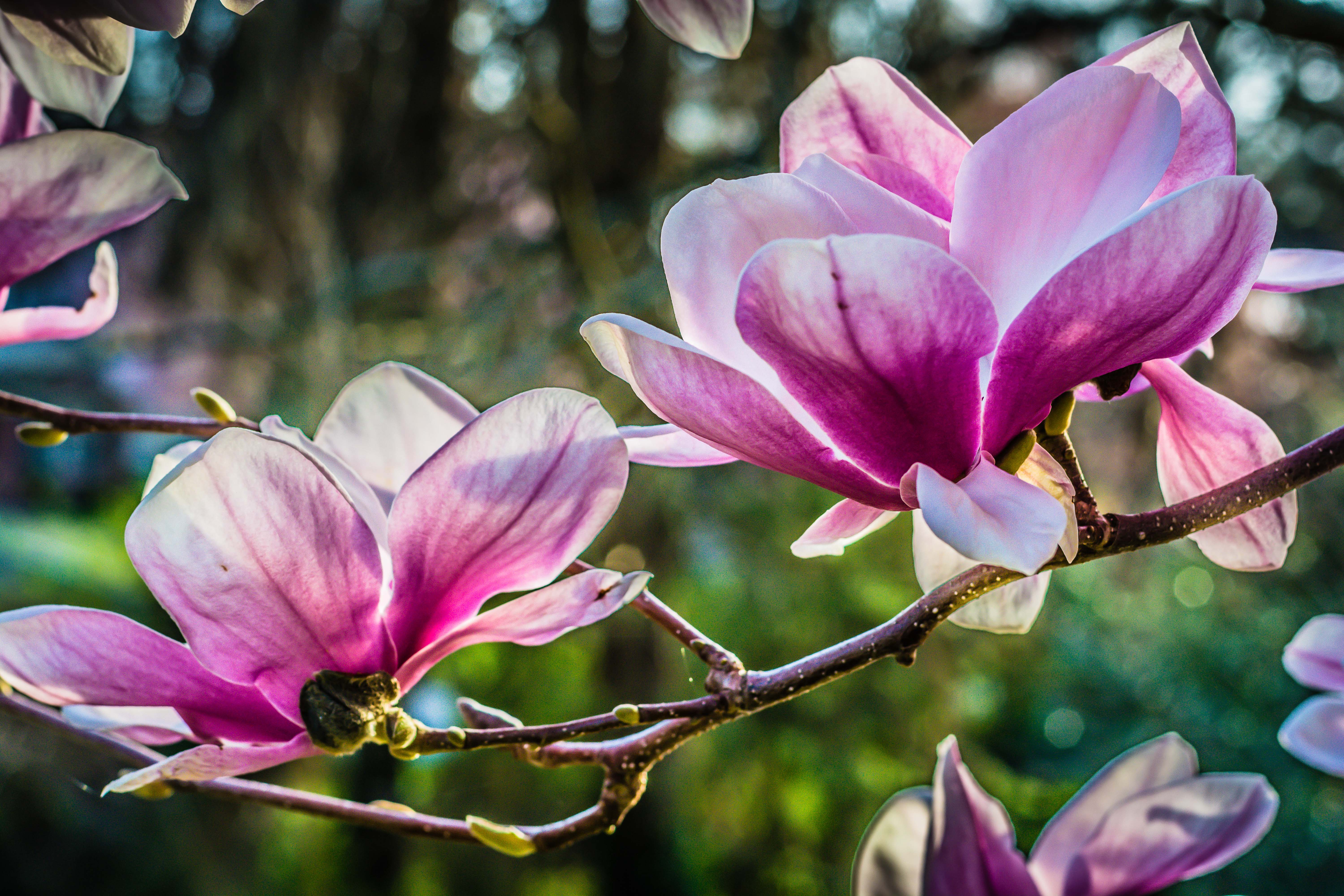 Colorful Magnolia Blossoms - Planters Place
