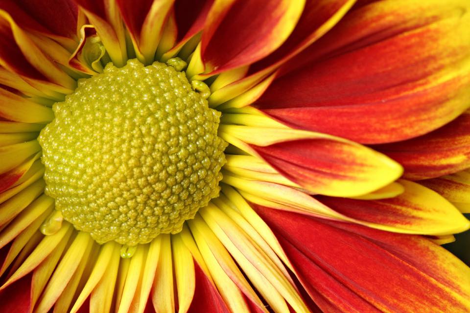 Flower Macro - Planters Place