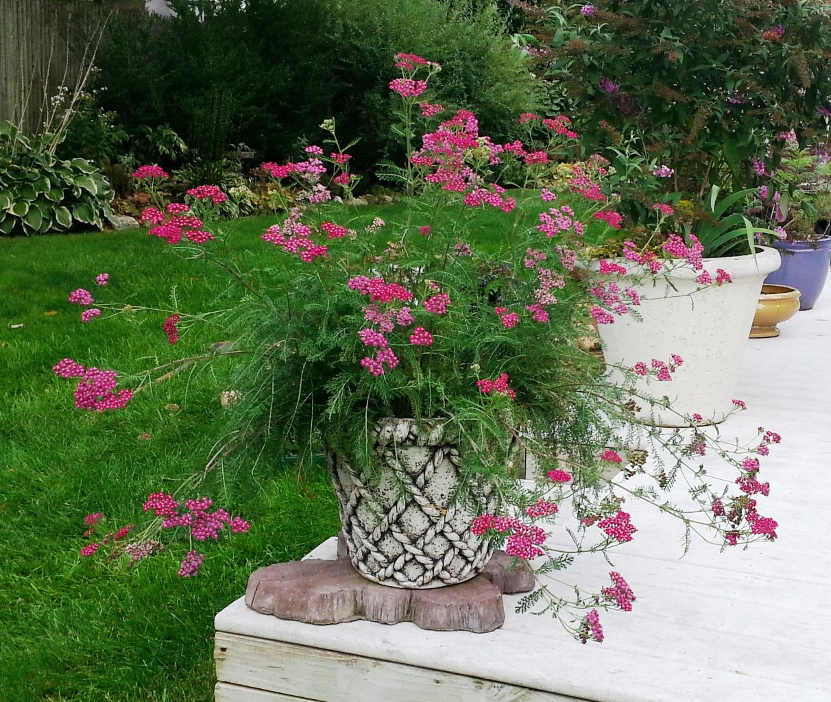 Achillea in a Pot - Planters Place