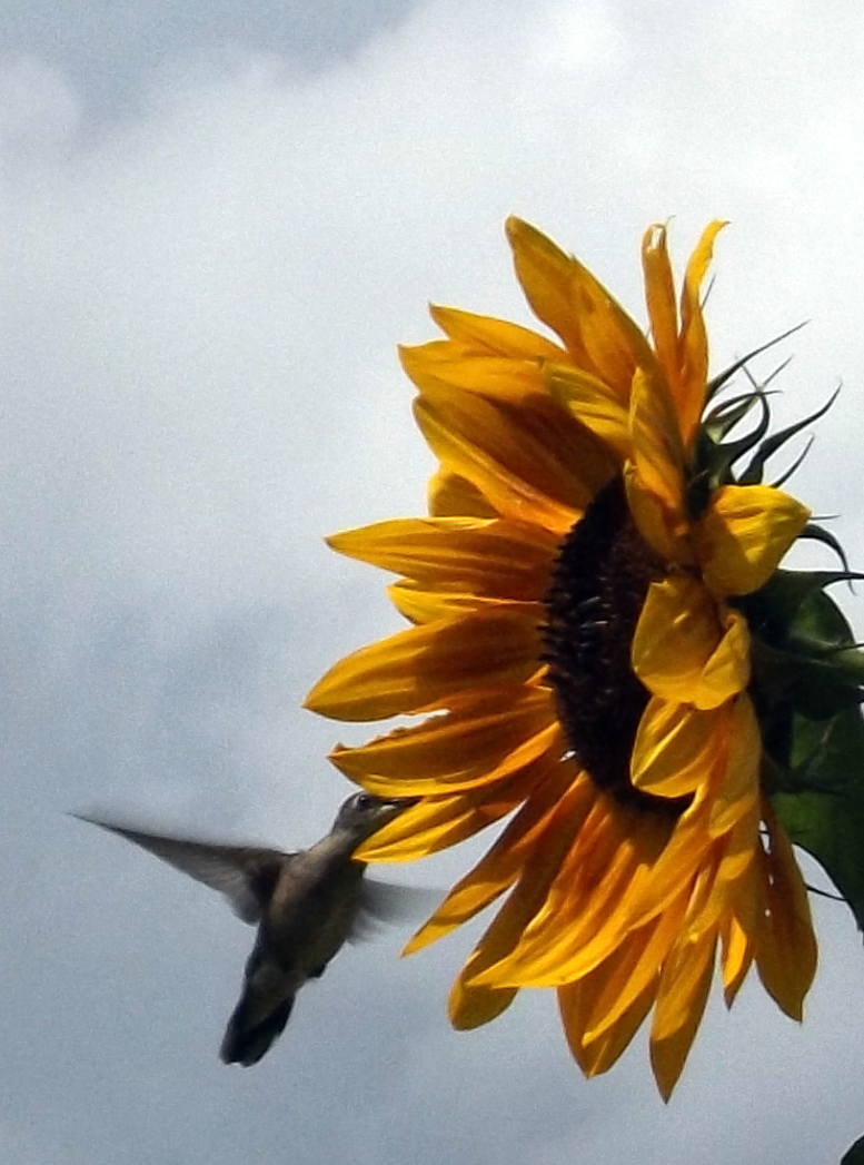 Hummingbird & sunflower on a cloudy day - Planters Place