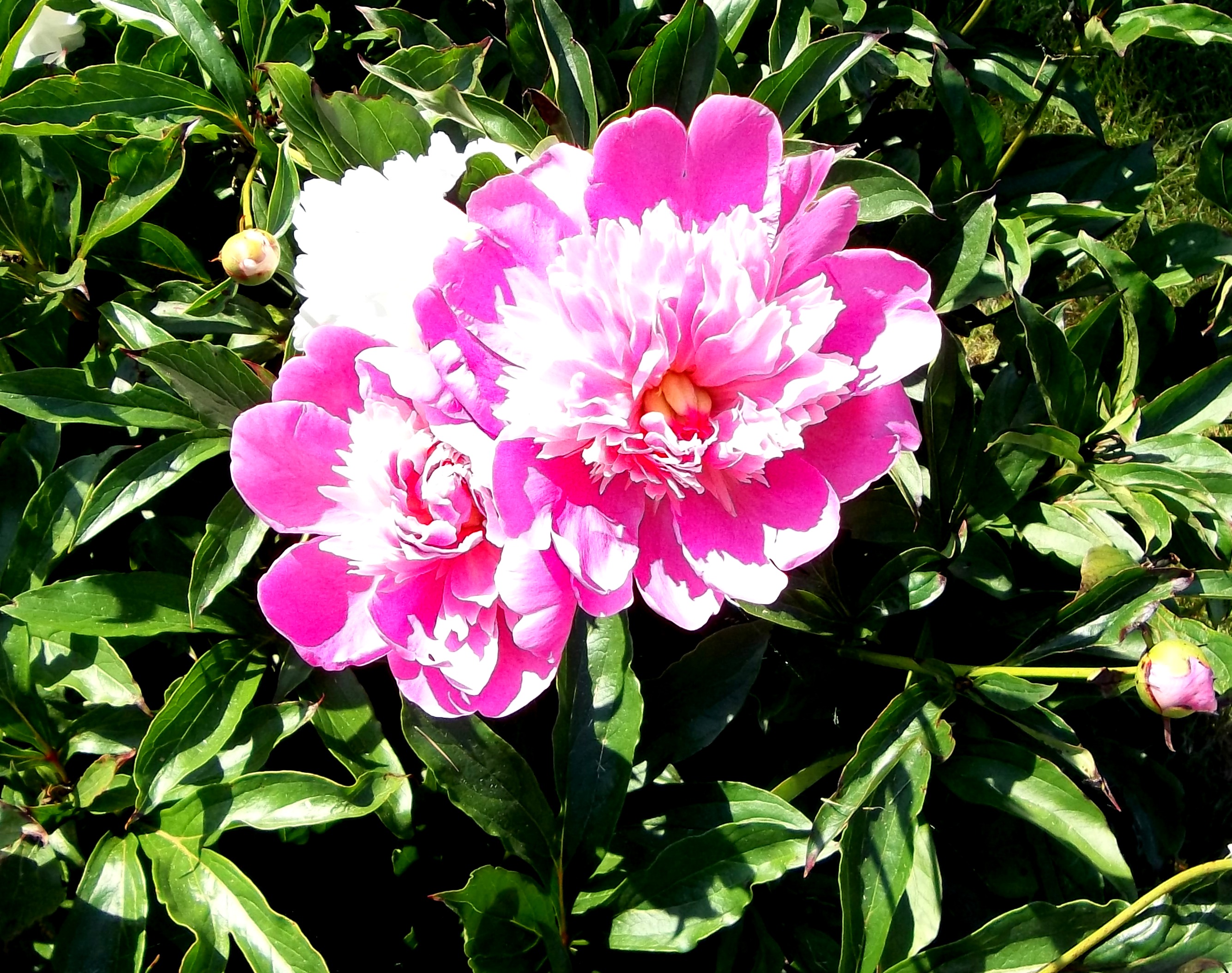 My 1st Pink Bulb Flowers in our Garden - Planters Place