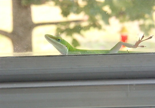Lizard friend that comes to visit each year. Stays in Tulip Poplur ...