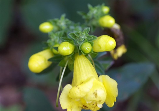 Downy Yellow False Foxglove - Planters Place