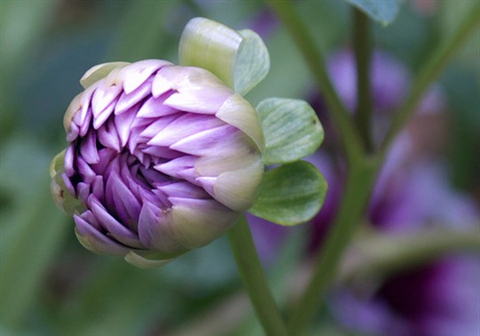 dahlia button - Planters Place