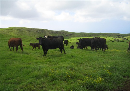 Cattle Ranching in Hawaii - Planters Place