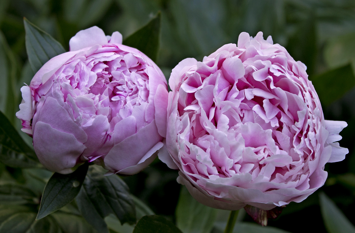 Choosing the Right Peonies for Your Garden - PlantersPlace.com