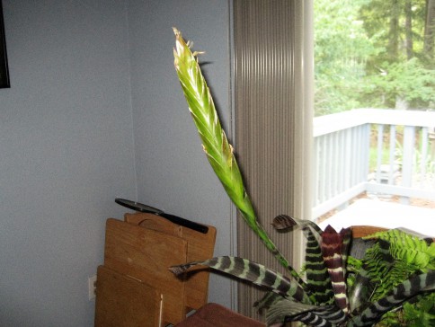 Fertilizing Bromeliads - Planters Place