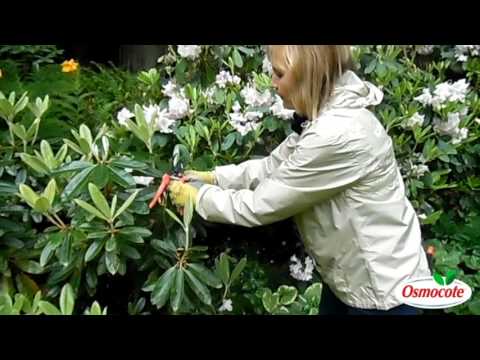 Protecting Rhododendrons from Weevil Damage - Planters Place