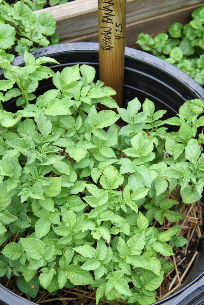 Potato Planting and Pest Prevention Methods - Planters Place