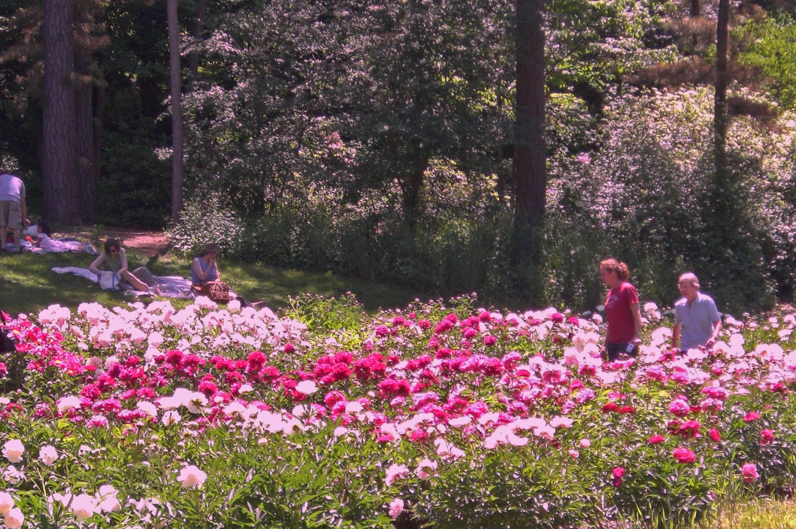Finding Fields of Flower Near You - Planters Place