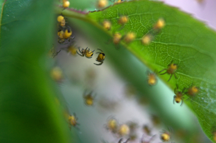 Spider Freak-Out Moments