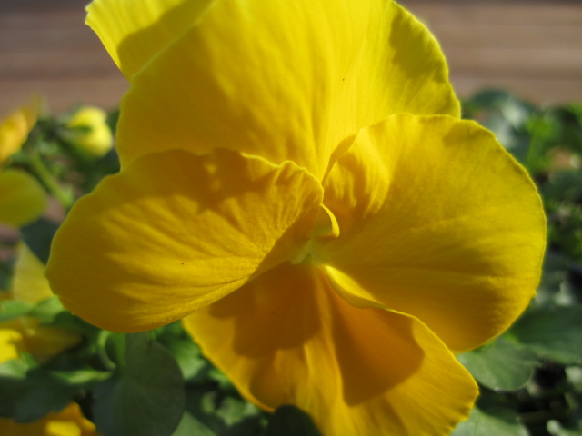 Create a Beautiful Pansy Arrangement