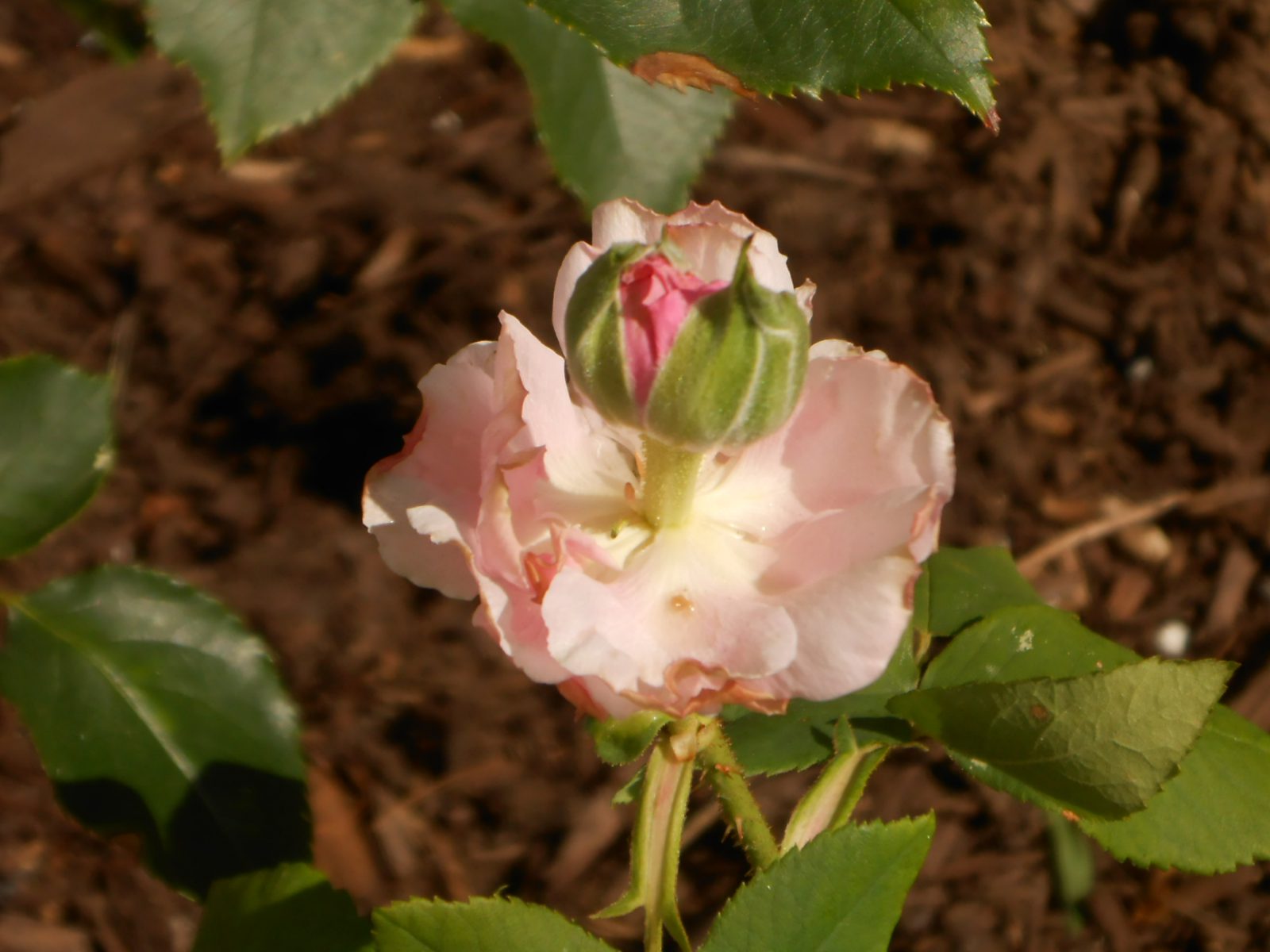 Is it an Alien Rose?