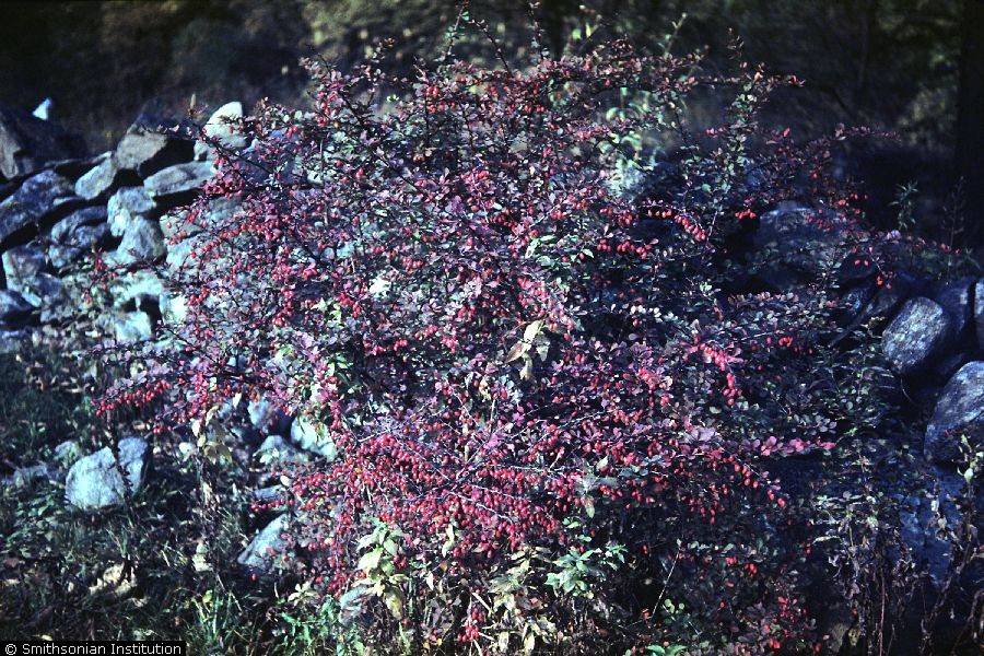 Ticks and the Japanese Barberry