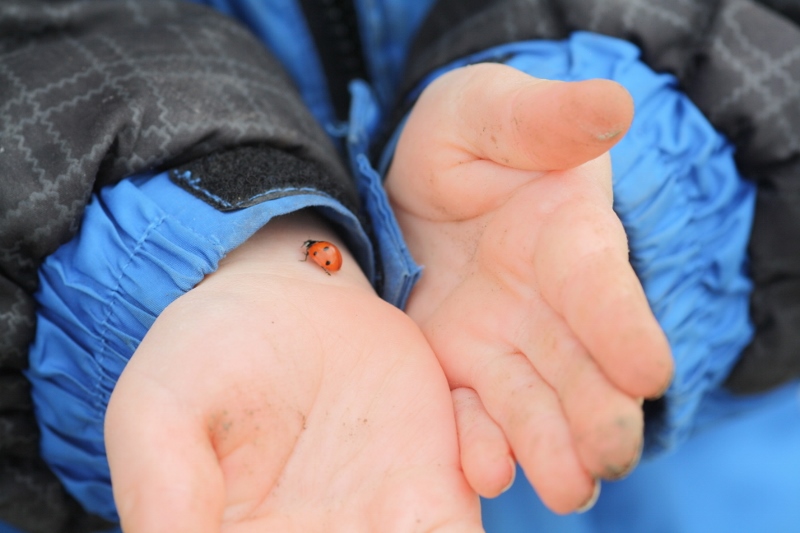 Hungry, hungry ladybugs