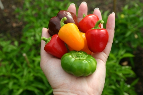How to Grow Sweet Peppers