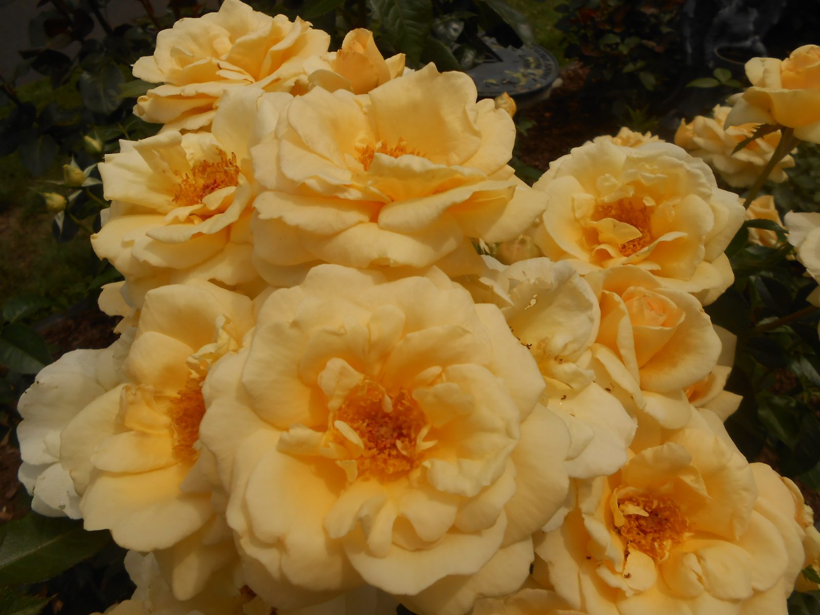 Deadhead high on the rose bush