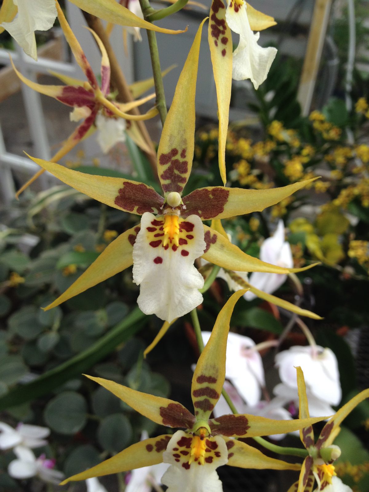 Orchids and the Indianapolis Museum of Art