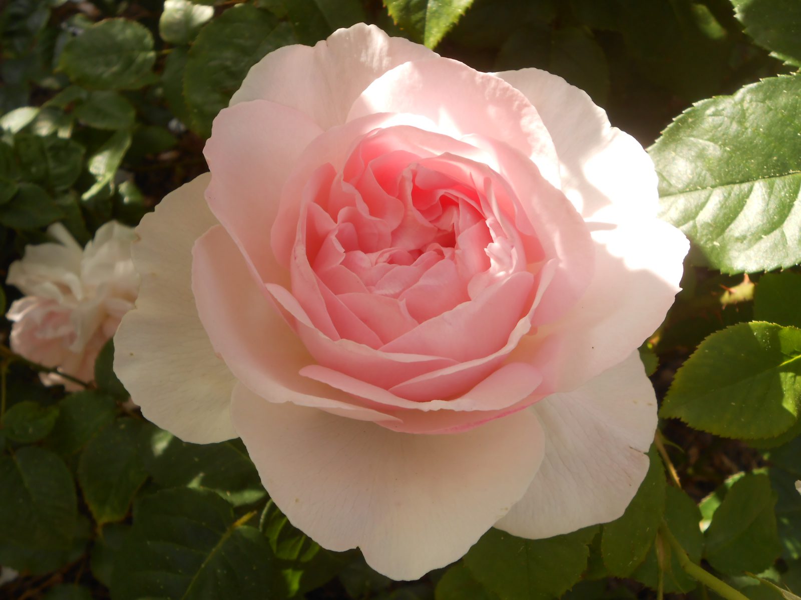 The most heavenly fragrance