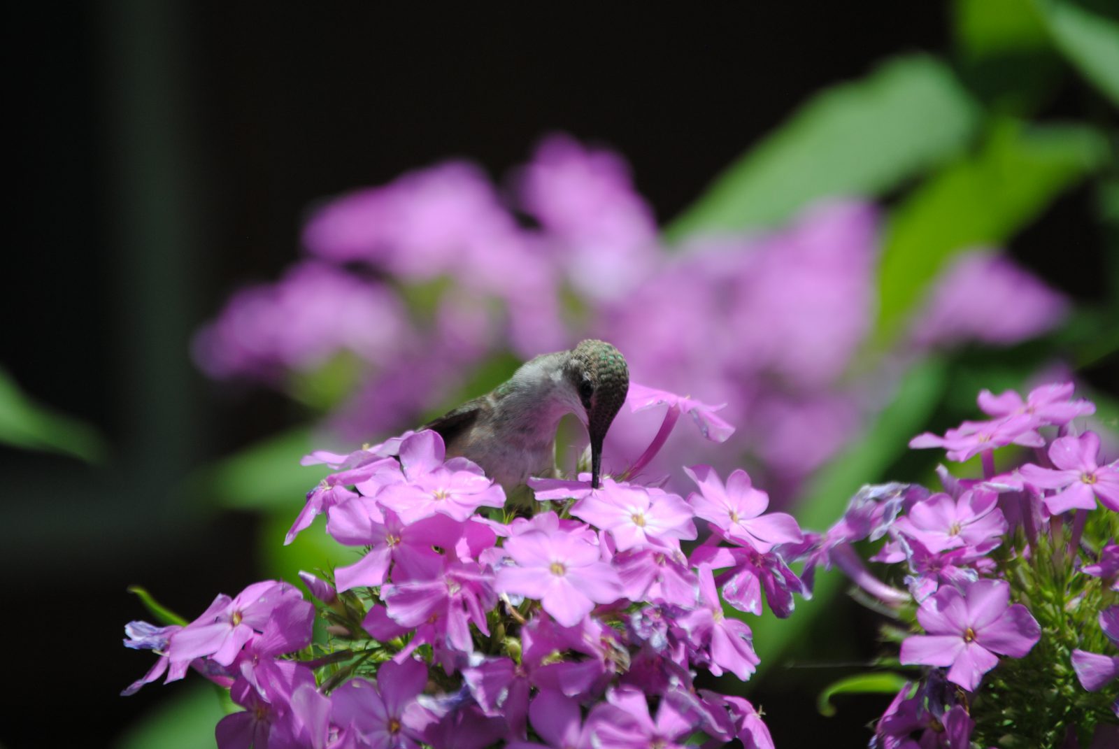 Bird Migration: Birds on the Move