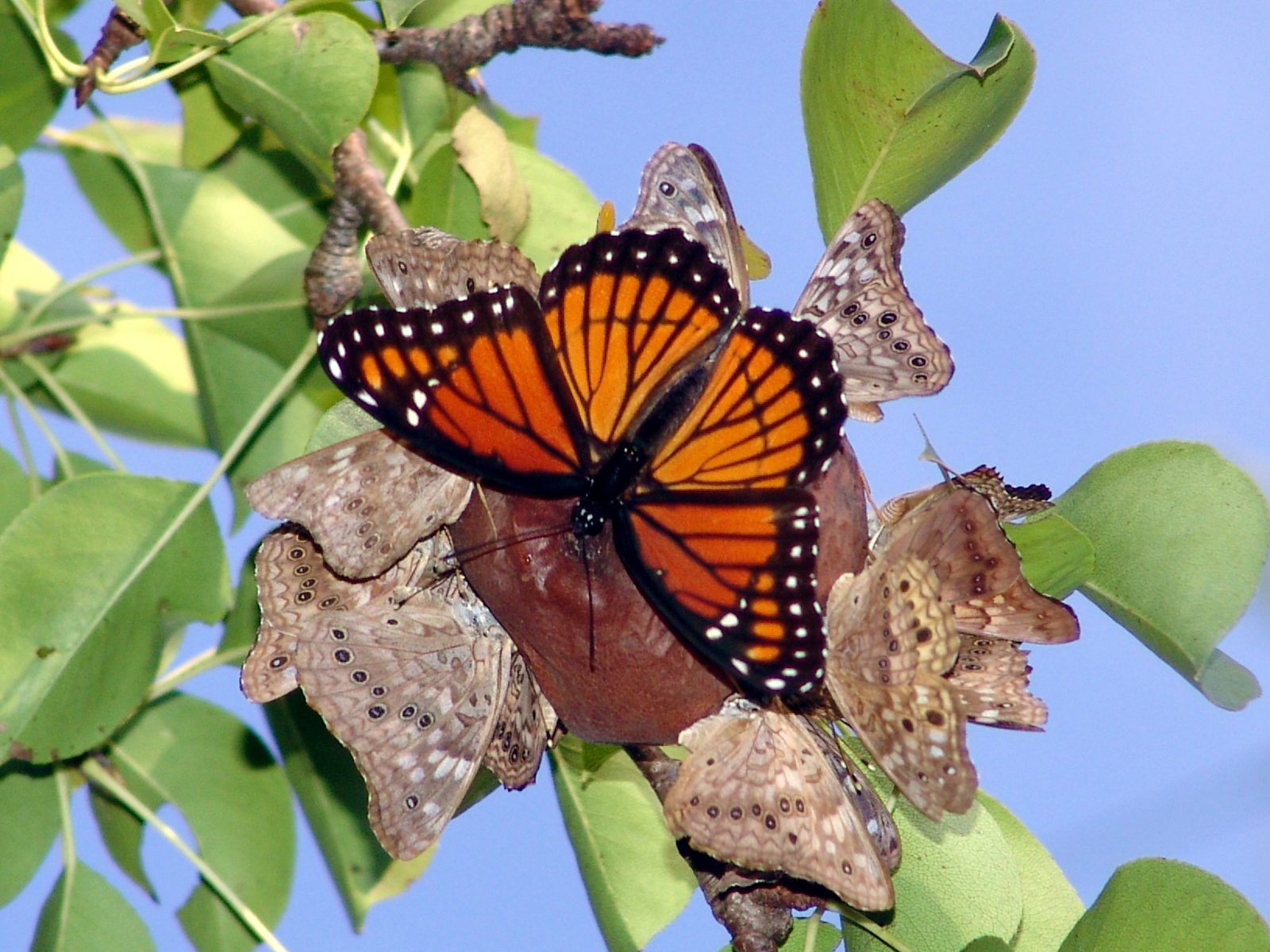 Peaches for Everyone, Friends and Wildlife - Planters Place