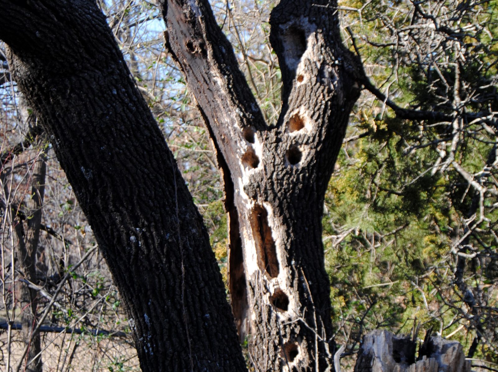 About Those Dead Trees...