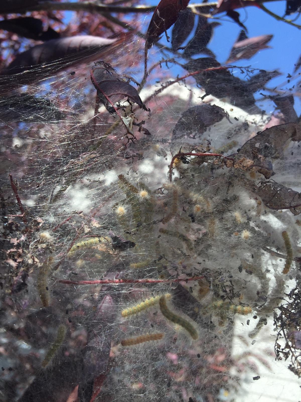Eastern Tent Caterpillars Bagworms And Fall Webworms