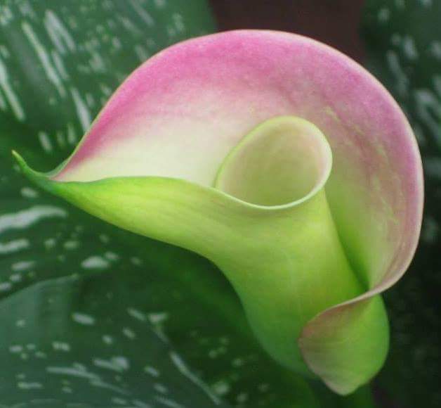 My Favorite Calla Lily - Planters Place