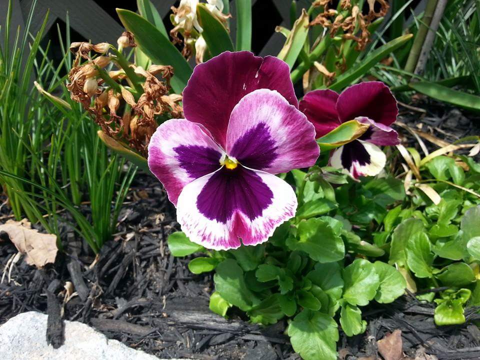 My Favorite Pansy - Planters Place