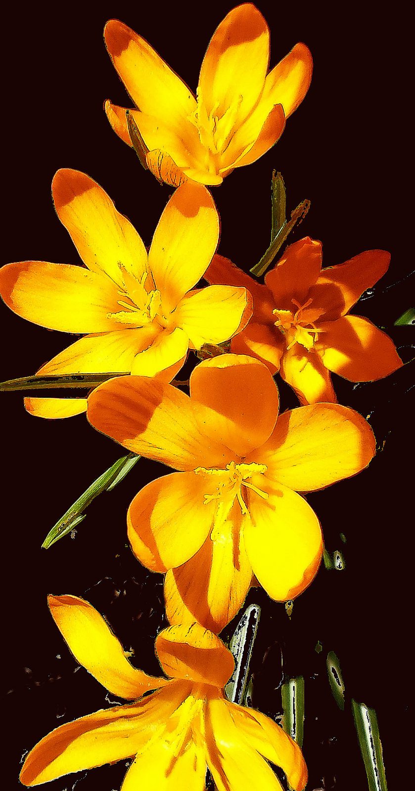 Orange crocuses - Planters Place