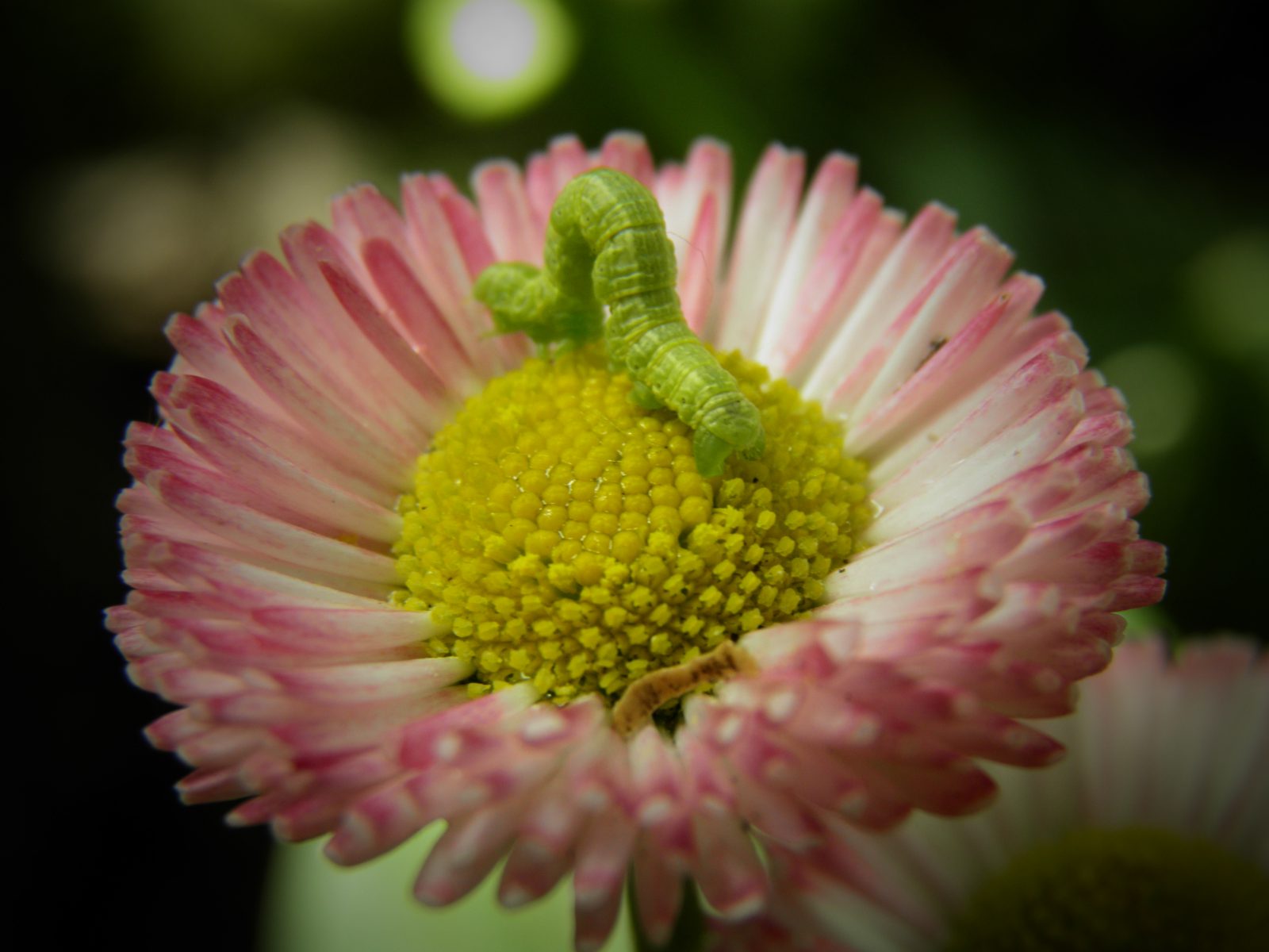 Inchworm measuring an English Daisy - Planters Place